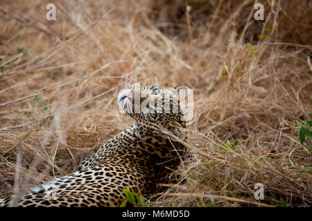 Leopard looking back over its shoulder Stock Photo - Alamy