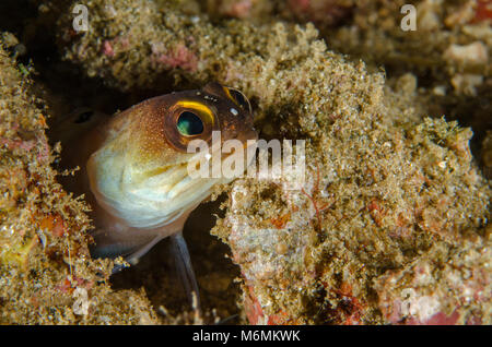 Male of Yelllowbarred Jawfish, Opistognathus sp., Opistognathidae ...