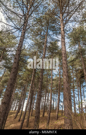 beautiful trees standing tall as landscape nature background Stock ...