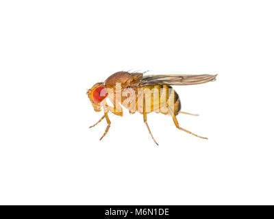 Fruit fly, Drosophila melanogaster, color variation. On the left are ...