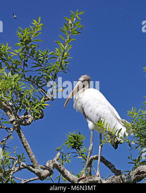 A Wood Stork stands on a limb Stock Photo - Alamy