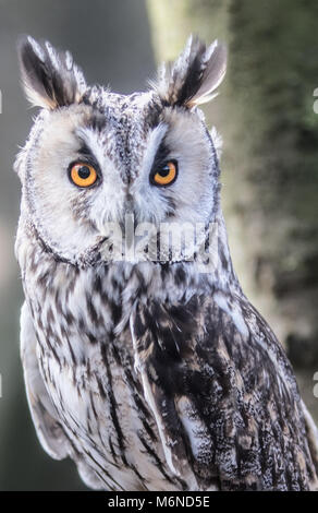 Maidstone, UK. 5th March 2018 - UK The Kent Owl Academy' - in Maidstone ...