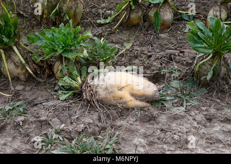 Mangelwurzel or mangold wurzel, also called mangold, mangel beet, field ...