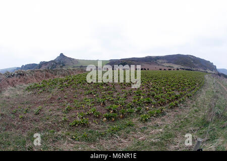 Mangelwurzel or mangold wurzel also called mangold or mangel beet ...