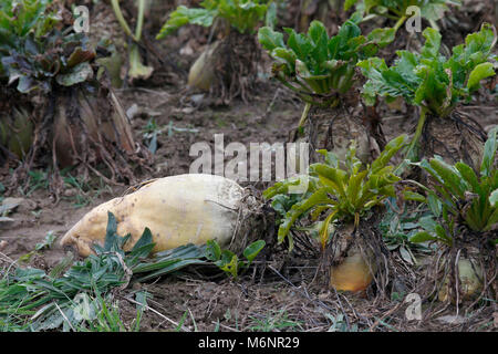 Mangold wurzel, Root, Field beet (Beta vulgaris subsp. vulgaris, Beta ...