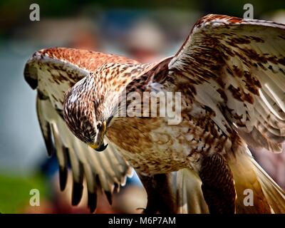 A Portrait of a Ferruginous hawk with it's wings out looking down in ...