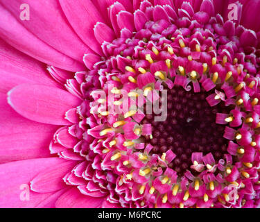 Close up of yellow and pink Gerbera flowers Stock Photo - Alamy