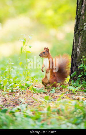 A red squirrel stands near a tree with a nut Stock Photo - Alamy