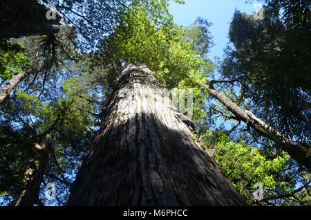 Valdivian temperate rainforests in southern Chile (Chilean Patagonia ...