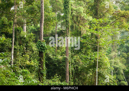 Lush lowland tropical forest in the coast of Bicol province, south ...