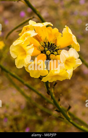 Argylia radiata flowers 'desierto florido' Atacama (III) Chile South ...