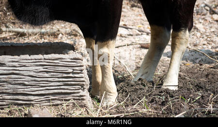 Close up shot of bull legs Stock Photo - Alamy