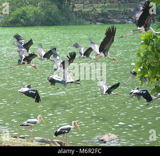 Painted Stork is flying over the pond. To feed on the herd in shallow ...
