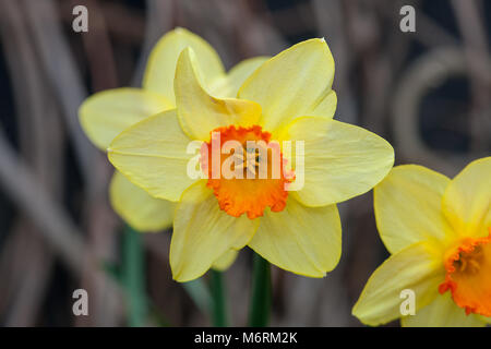 Daffodil (Narcissus) Red Devon Stock Photo - Alamy