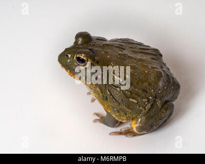 African bullfrog (Pyxicephalus adspersus) is a species of frog in the ...