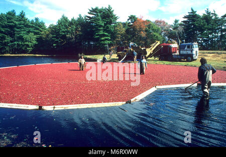 Autumn Cranberry Harvest Carver Massachusetts Stock Photo - Alamy