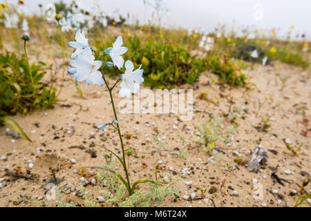 Blooming Desert Chile 2017, Zephyra elegans D.Don Stock Photo - Alamy