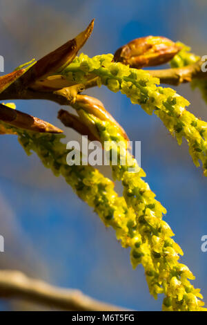 Walnut blooms. Walnuts young leaves and inflorescence on a city ...