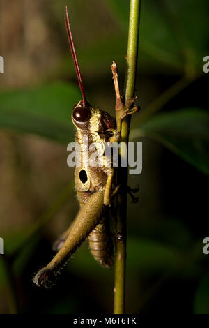 Grasshopper, photographed in the jungle near Raleighvallen reserve ...