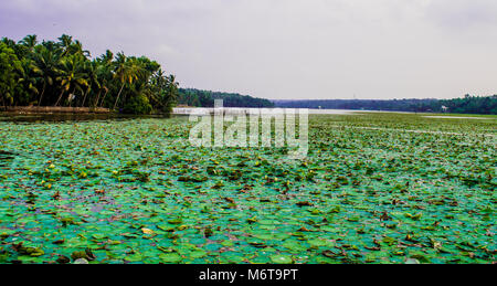 Asia, India, Kerala, Trivandrum. Back water canals Stock Photo - Alamy
