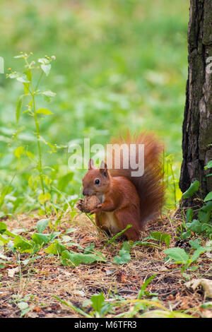A red squirrel stands near a tree with a nut Stock Photo - Alamy