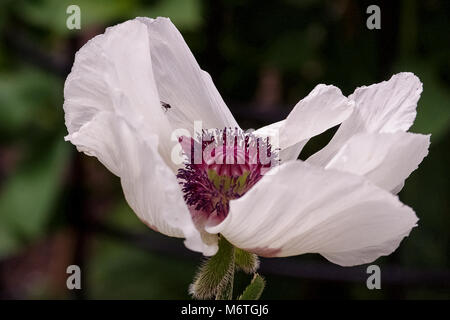 Papaver orientale 'Perry's White', oriental poppy, white flower, purple ...