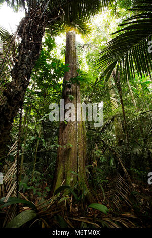 Large tree in the Suriname Rainforest, Botapassie, Suriname, South ...