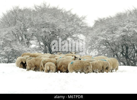 Sheep huddle together in the snow on Butser Hill in Hampshire where ...