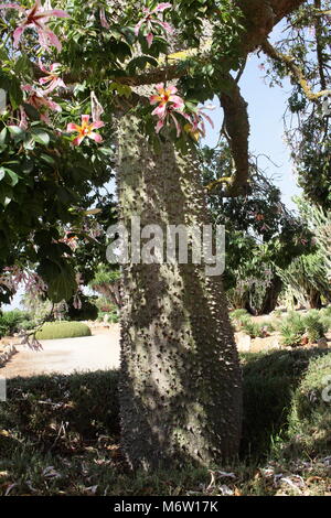 Trunk of a very high tree Chorisia Speciosa, with many spikes on it ...