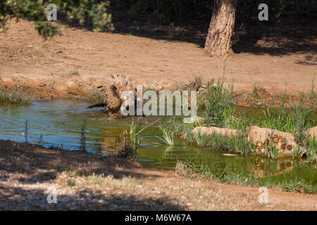 vulture drinking water on a pond Stock Photo - Alamy