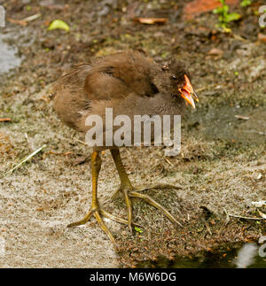 Juvenile Australian dusky moorhen Gallinula tenebrosa with grey / brown ...
