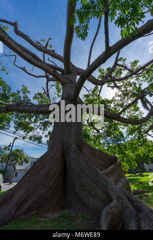 the kapok tree key west florida usa Stock Photo - Alamy
