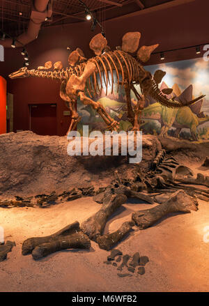 Haplocanthosaurus, skeleton cast, Jurassic Hall of Utah Field House of ...