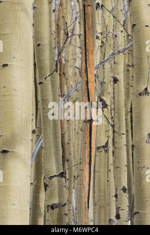 Aspens trees, White trunks and yellow leaves of aspen trees in autumn ...