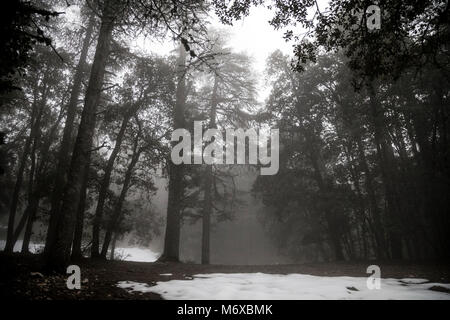 Snow in the Cedar forest in the middle Atlas range region, Ifrane ...