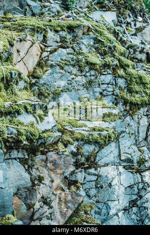 Green moss on rocks in the forest at Årvoldtangen by the lake Vansjø ...