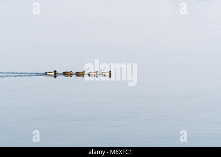 Mallards on calm water Stock Photo - Alamy