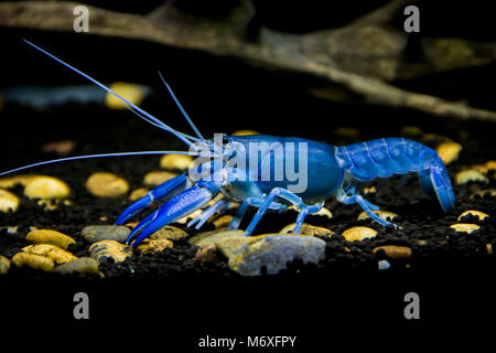 shrimp lobster cherax yabby Crayfish destructor volcano Thailand ...