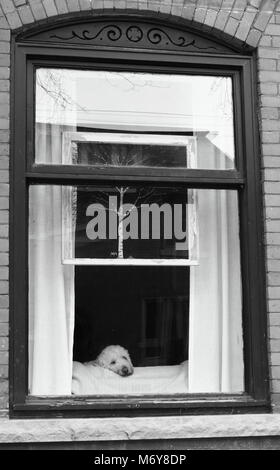 Dog is looking outside through the window of a transport car Stock ...