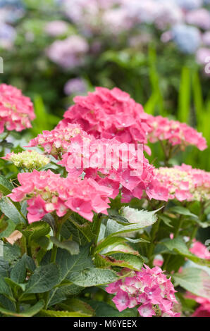 Blooming Colorful flowers of hydrangea, Hydrangea macrophylla. Cultivar bigleaf hydrangea Stock ...