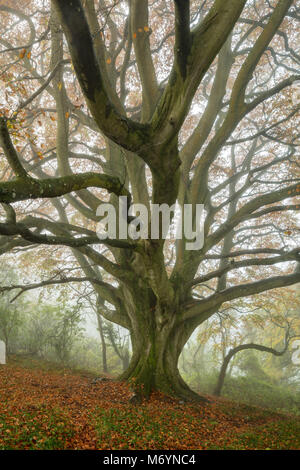 A mystical, foggy winter morning in a tree plantation near the Ipoly ...