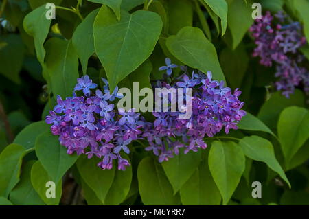 Beautiful bouquet of lilac flowers, Sofia, Bulgaria Stock Photo - Alamy