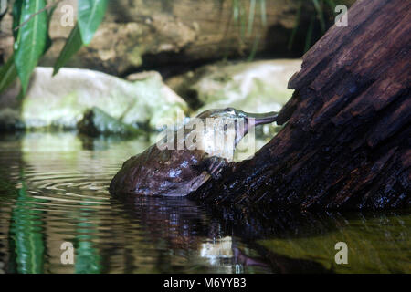 The platypus, Ornithorhynchus anatinus, is one of the two animals in ...