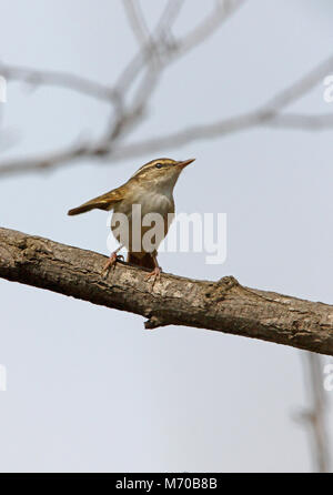 Pale-legged Leaf-warbler (Phylloscopus tenellipes) adult perched on ...