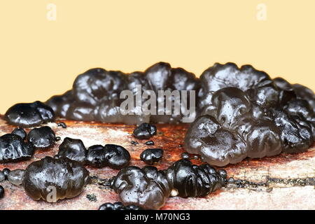 Black witches' butter, fungus, Exidia glandulosa, Exidia truncata ...