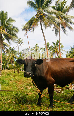 Cow, Lifuka island. Ha´apai islands. Tonga. Polynesia Stock Photo - Alamy