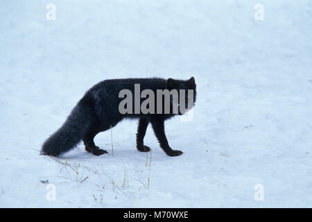 Arctic Fox in blue phase standing on rock in wind, Saint Paul Island ...