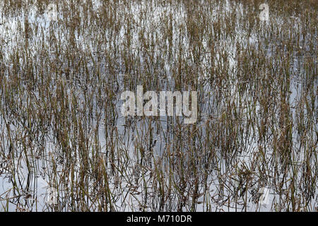 Bog behind LR Platform . Bog behind LR Platform Stock Photo - Alamy