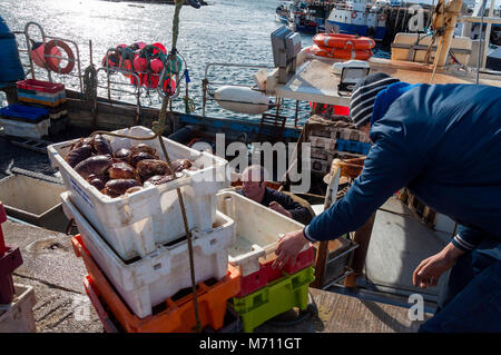 Burtonport, County Donegal, Ireland. 7th March 2018. Crab are unloaded ...