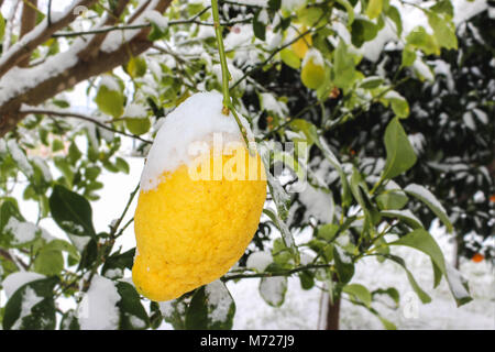 Lemon garden in winter. Lemon tree with yellow lemons in the snow Stock ...